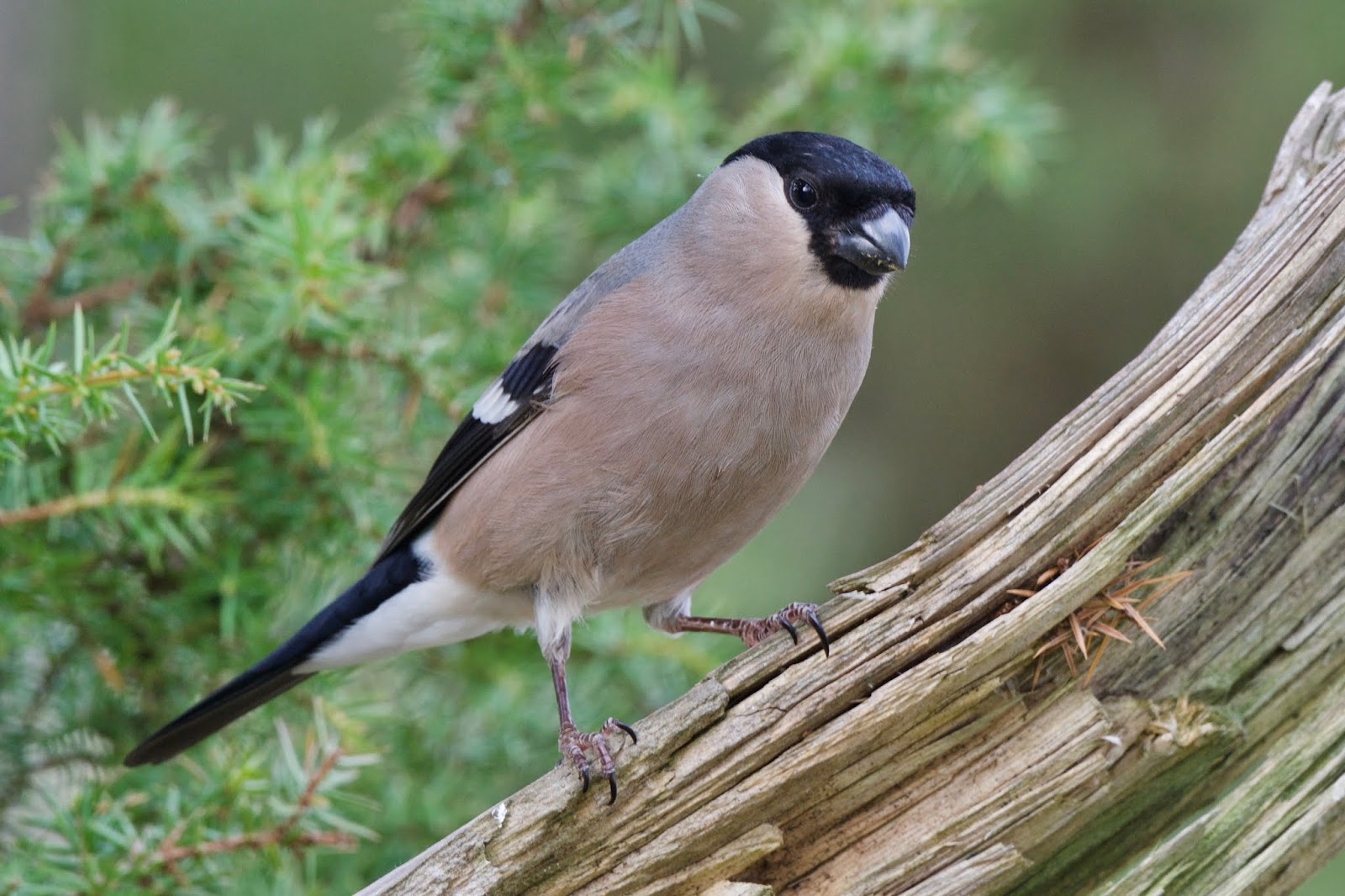 Naturfoto Einar Hugnes: Dompap og andre småfugler spiser fortsatt store ...
