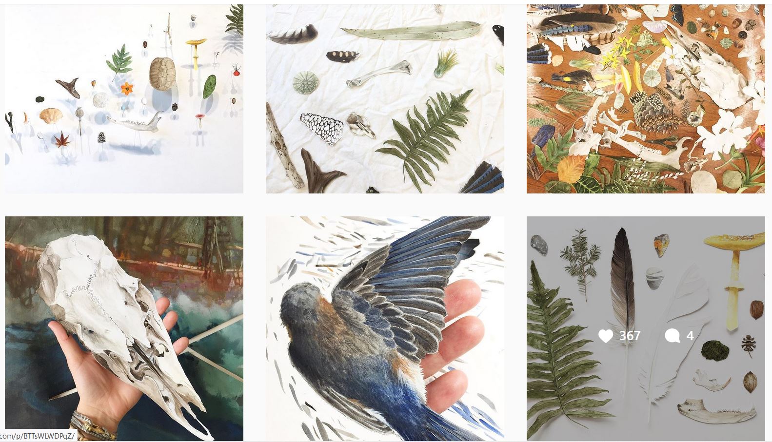 EL ANIMAL INVISIBLE: Muestras de la naturaleza y del arte naturalista a ...