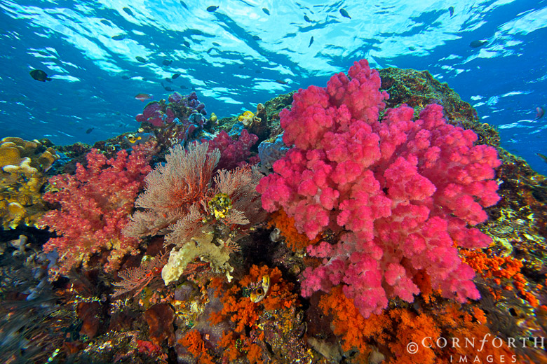 Laut & Kita: Soft Coral sama pentingnya dengan Hard Coral.