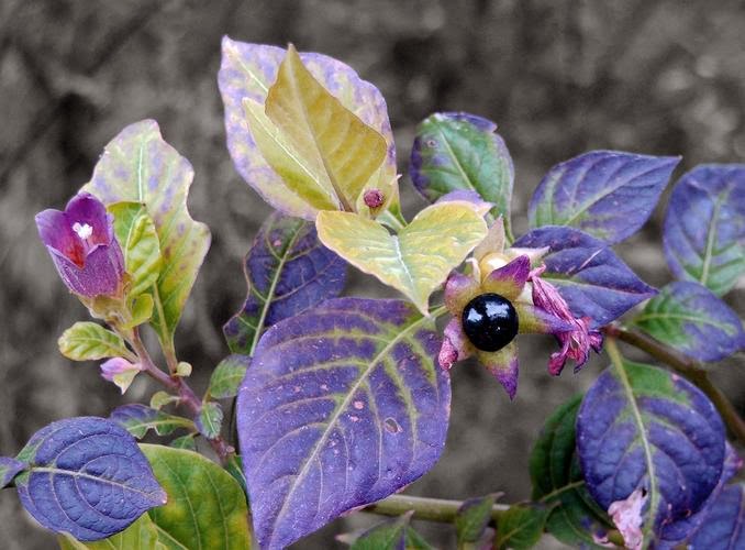 Flower Homes: Atropa belladonna Flowers