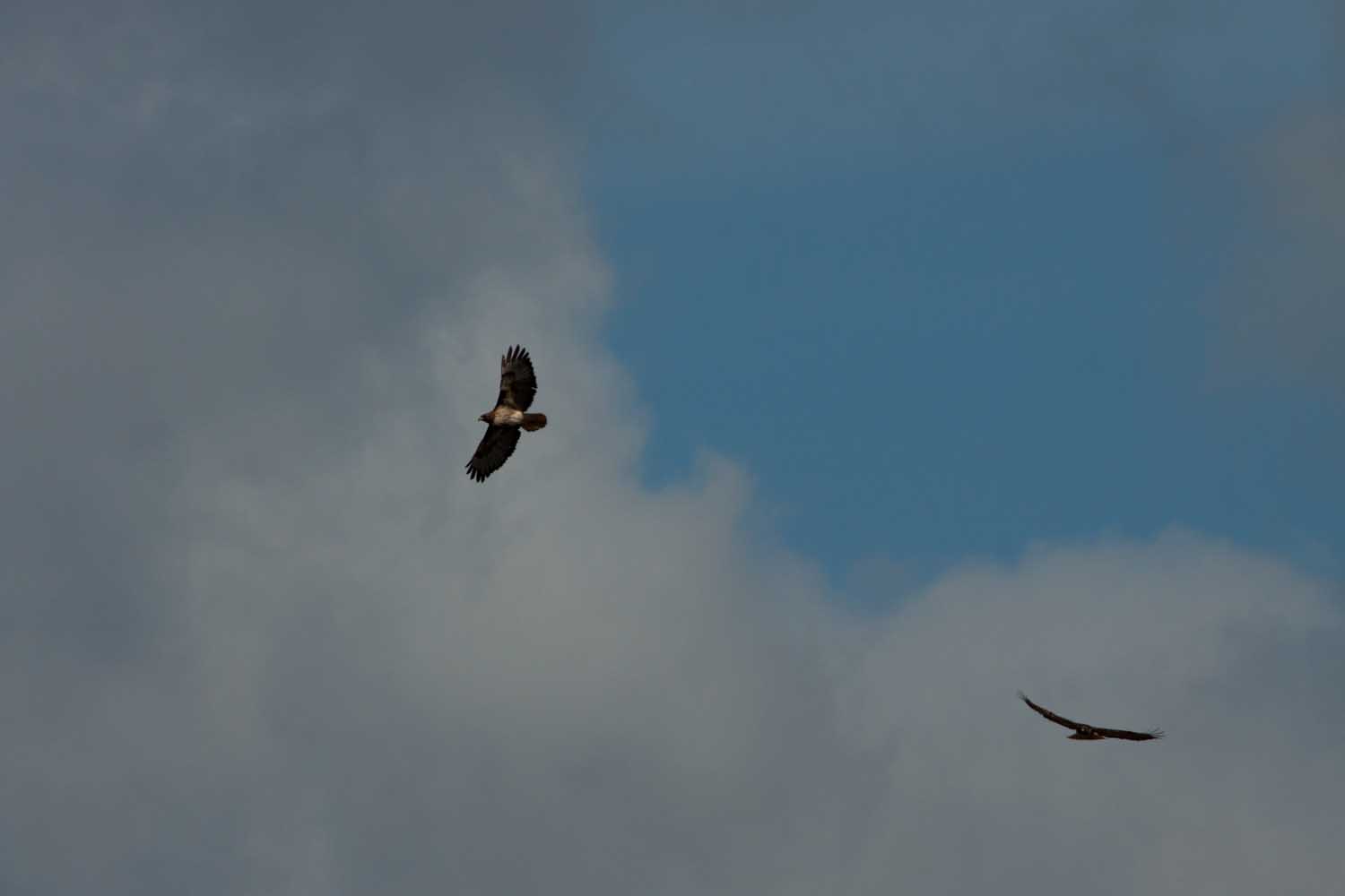 Martha's Musings: Red Tailed Hawk Pair