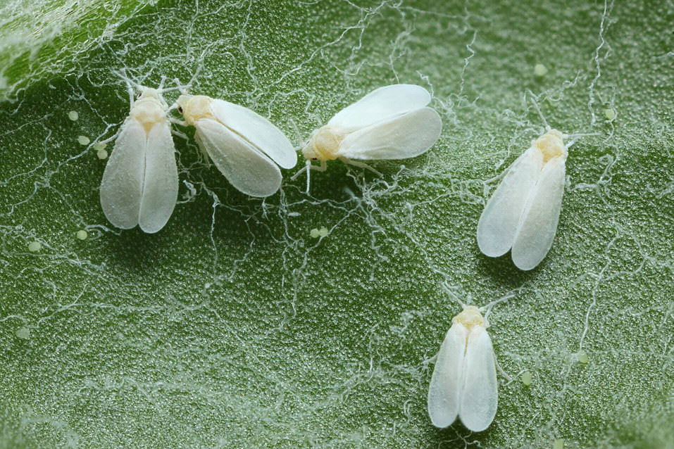 INSECTOS PERJUDICIALES PARA EL HUERTO ~ Consejos sencillos para tu Huerto