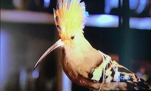 INNER TOOB: WIKI TIKI WEDNESDAY - THE HOOPOE