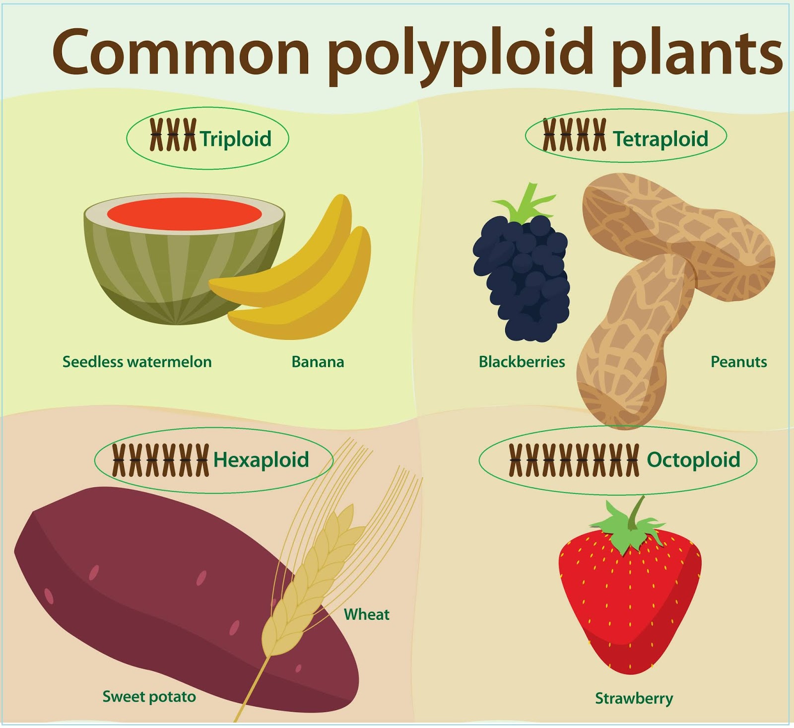 Polyploidy Meaning