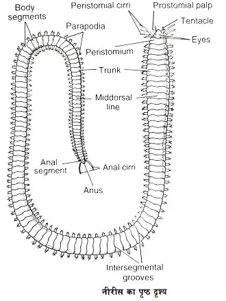 नीरीस अर्थात् निएन्थीस (Nereis OR Neanthes):वर्गीकरण, लक्षण, चित्र का ...