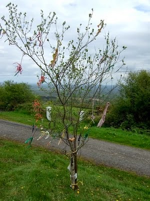 The Ever-Living Ones: The May Bush