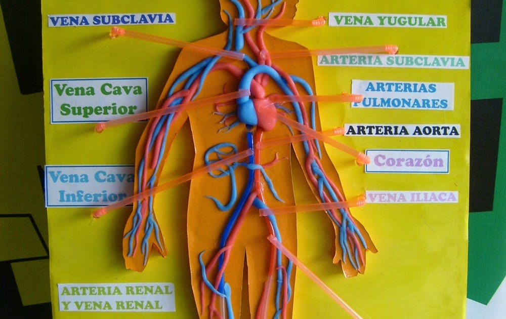 EL APARATO CIRCULATORIO: LAS VENAS Y LAS ARTERIAS