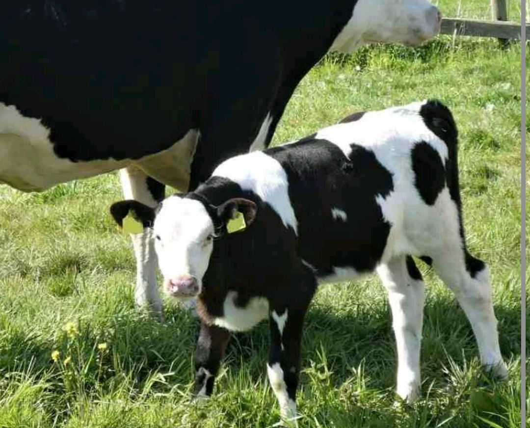 Peternakan Sapi Perah Di Punjab, Breeds – Cara Memulai - DWI PURWANTO