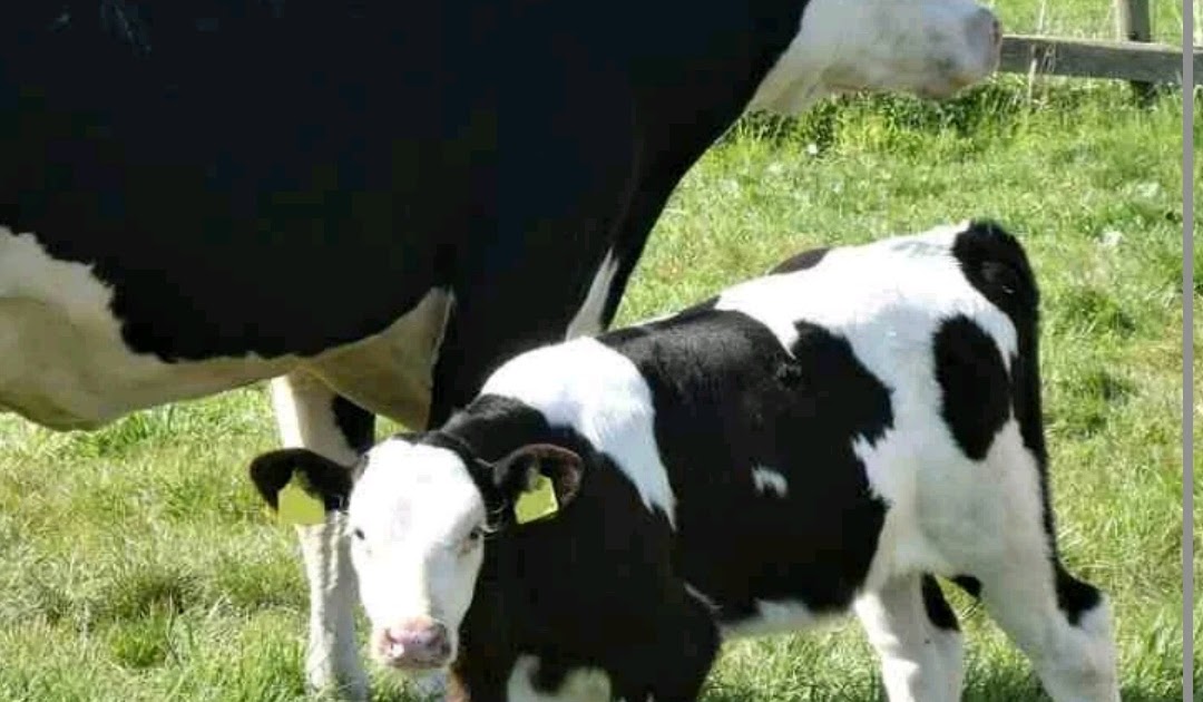 Peternakan Sapi Perah Di Punjab, Breeds – Cara Memulai - DWI PURWANTO