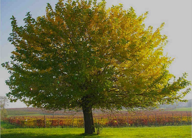 MORERA, UN ÁRBOL QUE VA COMO LA SEDA PARA TU BOSQUE COMESTIBLE
