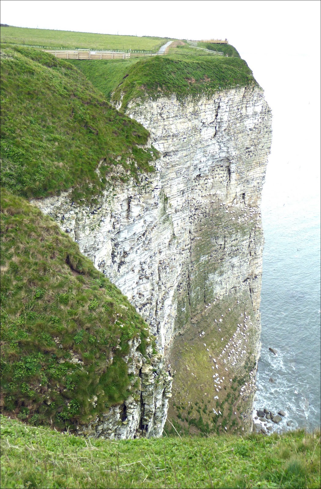 Wild and Wonderful: Puffins from RSPB Bempton Cliffs, Yorkshire