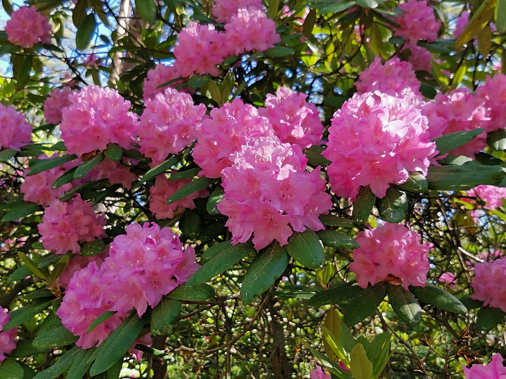 Floral Passions: Haaga Rhododendron Park - Rhodos