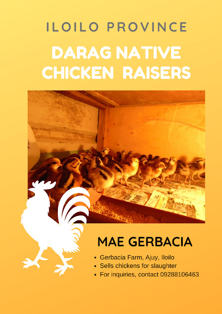 Darag native chicken resources | UEDC UPDATES