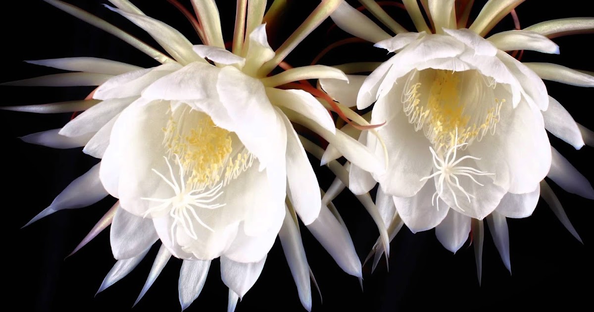 BACKSPACE: 5 Most Expensive Flowers In The World