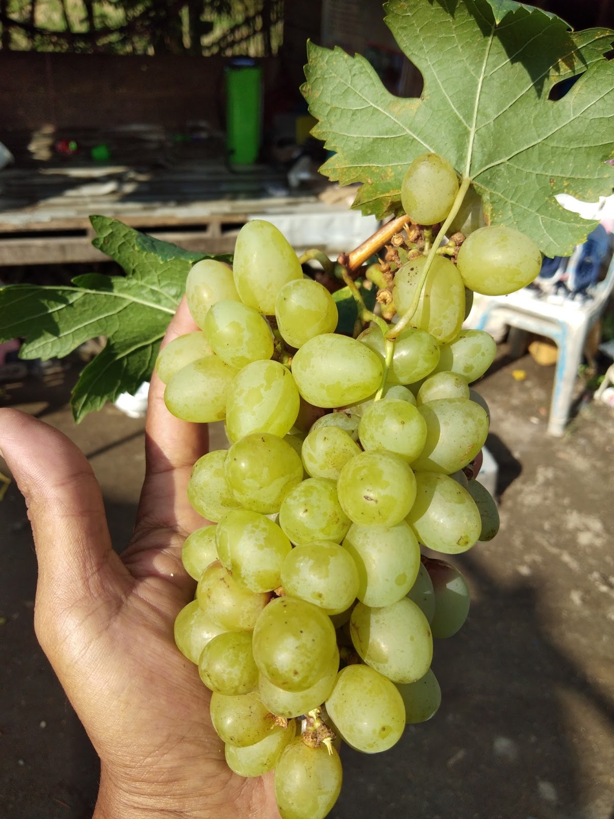 Nama Varian anggur yang berwarna Hijau | Pohon Anggur Genjah