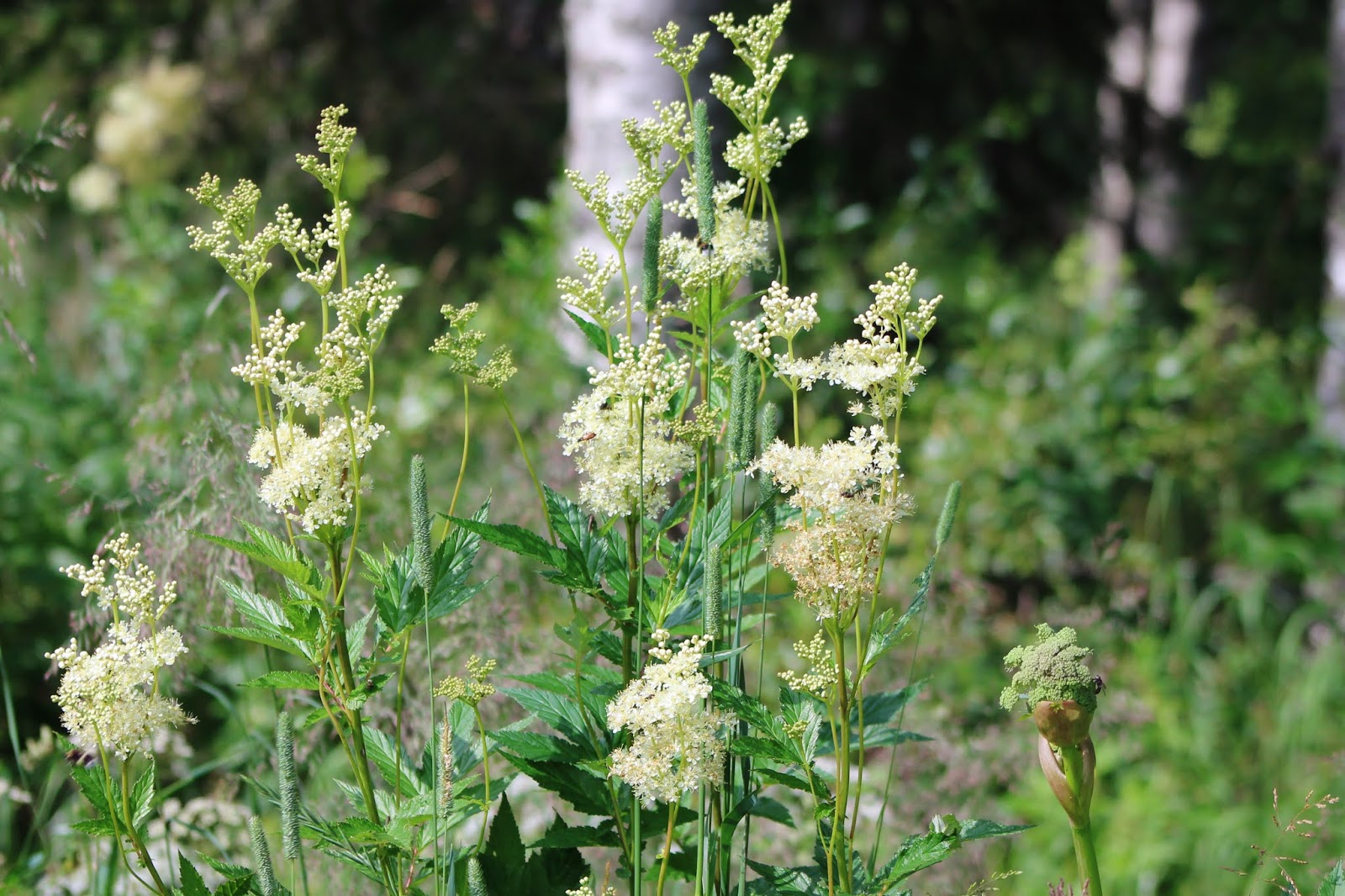 Sirpan luontoblogi: Mesiangervo, niittyjen kuningatar