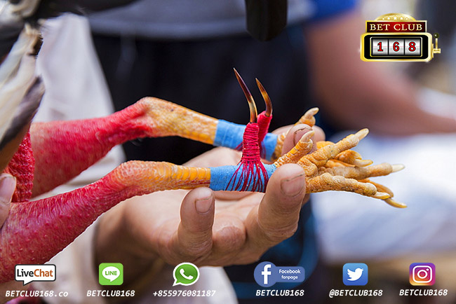 Apply This Method For Successful Betting Chicken Gambling