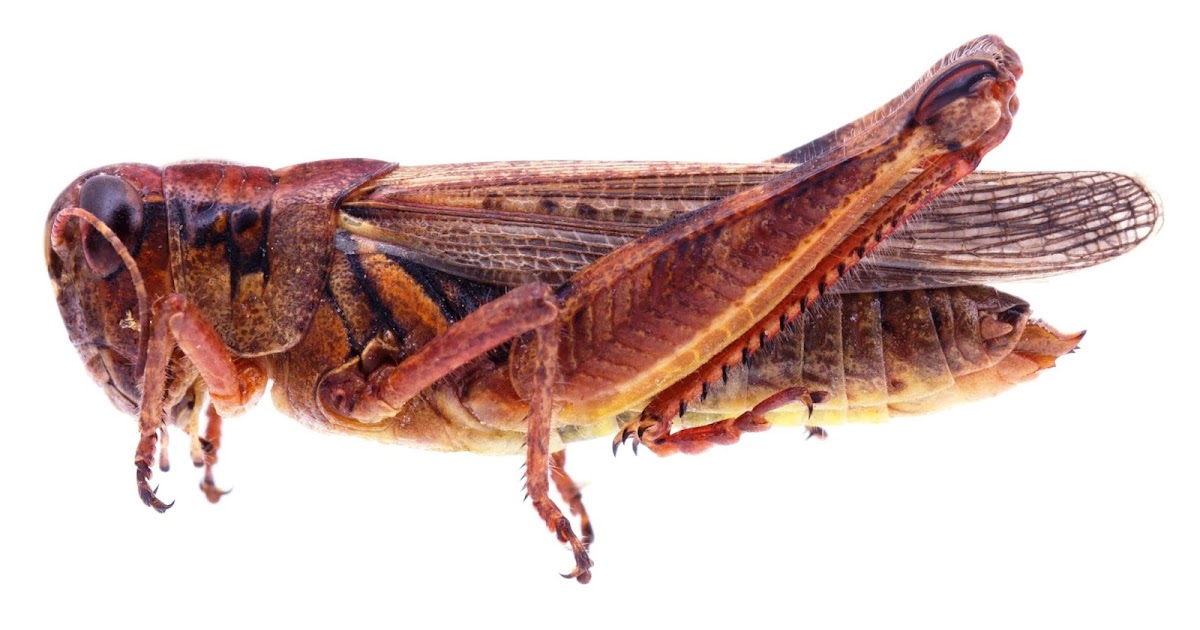 Prairie Pest Monitoring Network Blog: Insect of the Week (July 9 ...