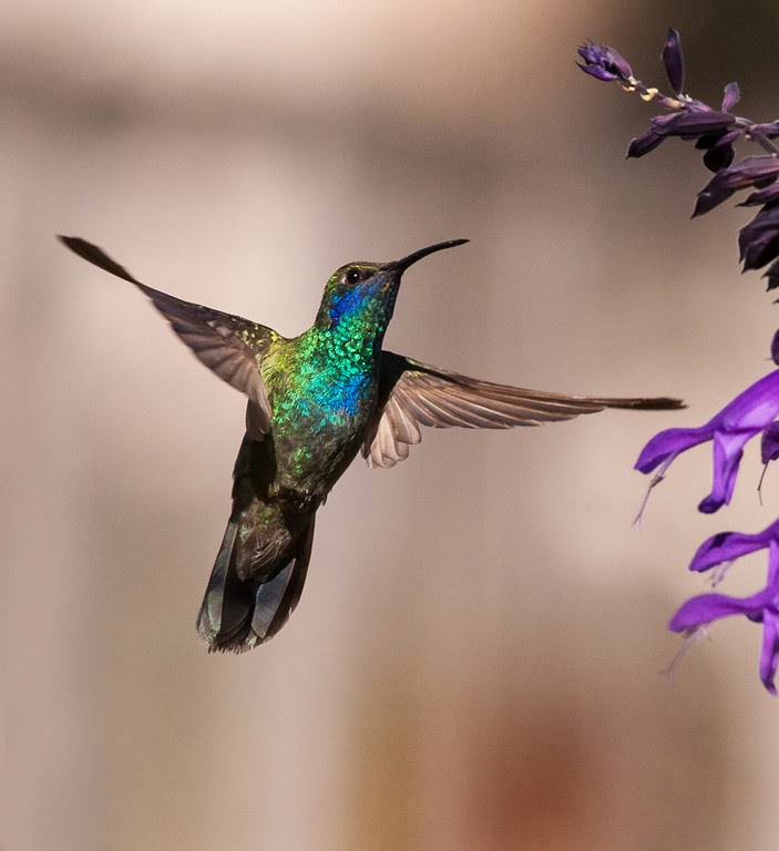 BC Rare Bird Alert: MEXICAN VIOLETEAR IN PORT ALBERNI - Sept 4th