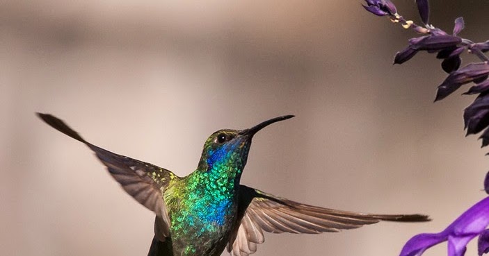 BC Rare Bird Alert: MEXICAN VIOLETEAR IN PORT ALBERNI - Sept 4th