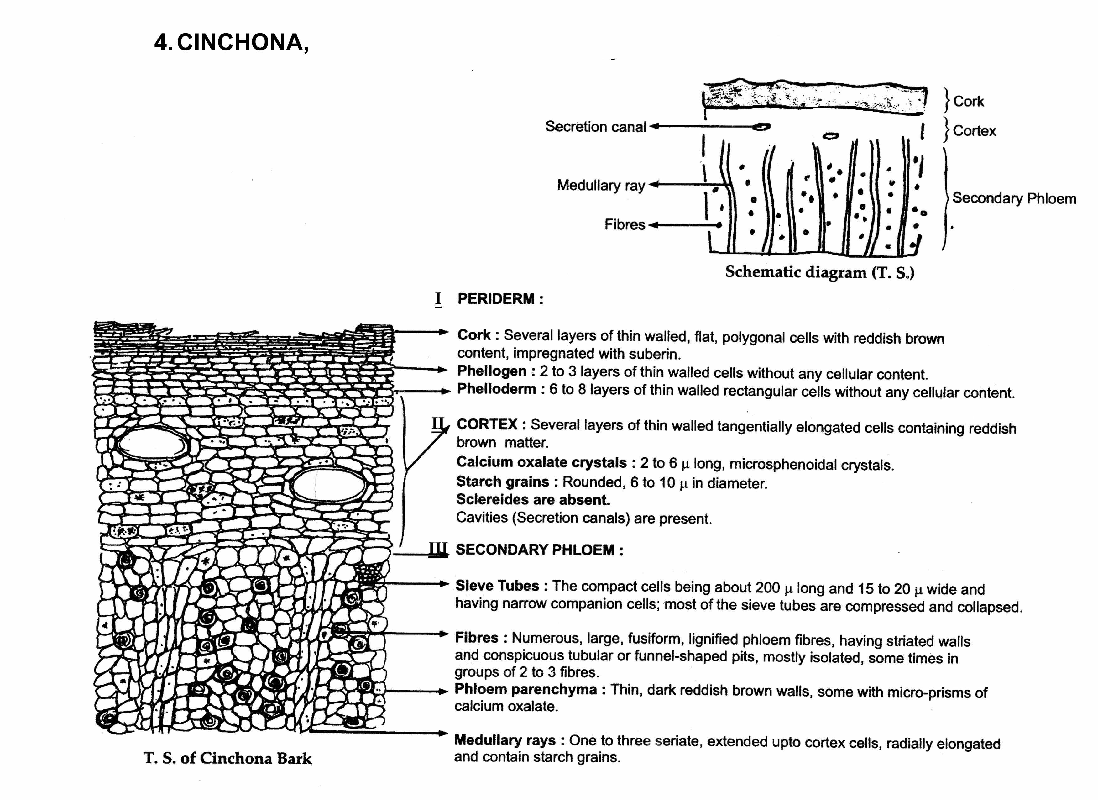 Cinchona Bark Microscopy