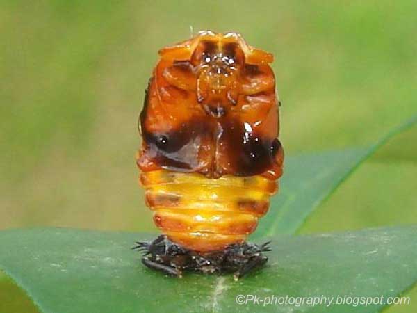 Ladybug Pupa | Nature, Cultural, and Travel Photography Blog