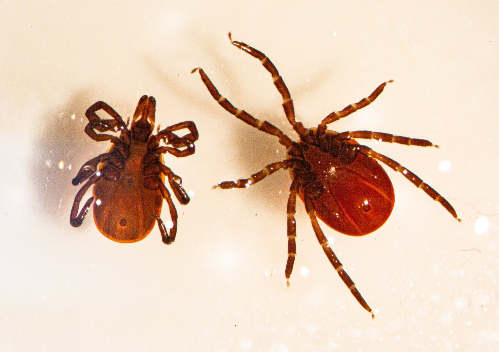 Creepy Dreadful Wonderful Parasites: Case of the Week 570