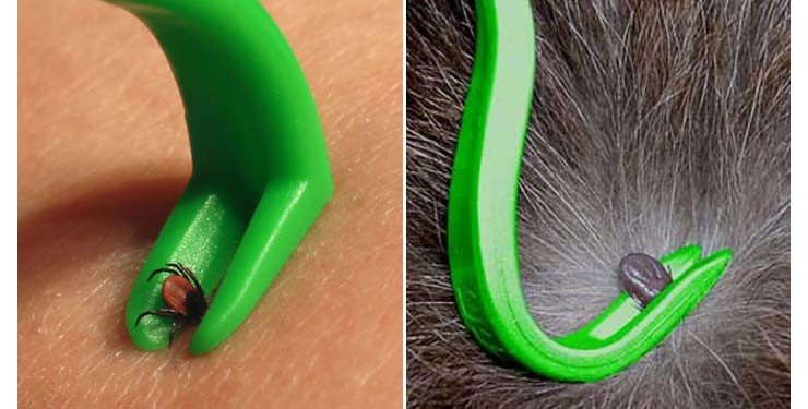 Pot Bellied Pigs Blog: Ticks on Pigs