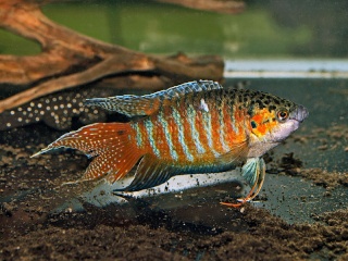 Aquarismo e Hobby: PEIXES