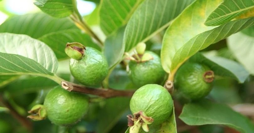 FRUTAS BRASIL: Clima para a Goiabeira (Goiaba)