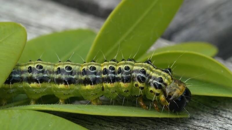 Buxusmot Bestrijden - Bestrijden van de Buxusrups en de Buxusmot
