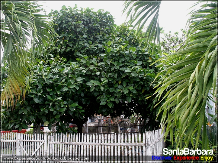 Discover. Experience. Enjoy STA. BARBARA, ILOILO: The Catmon tree