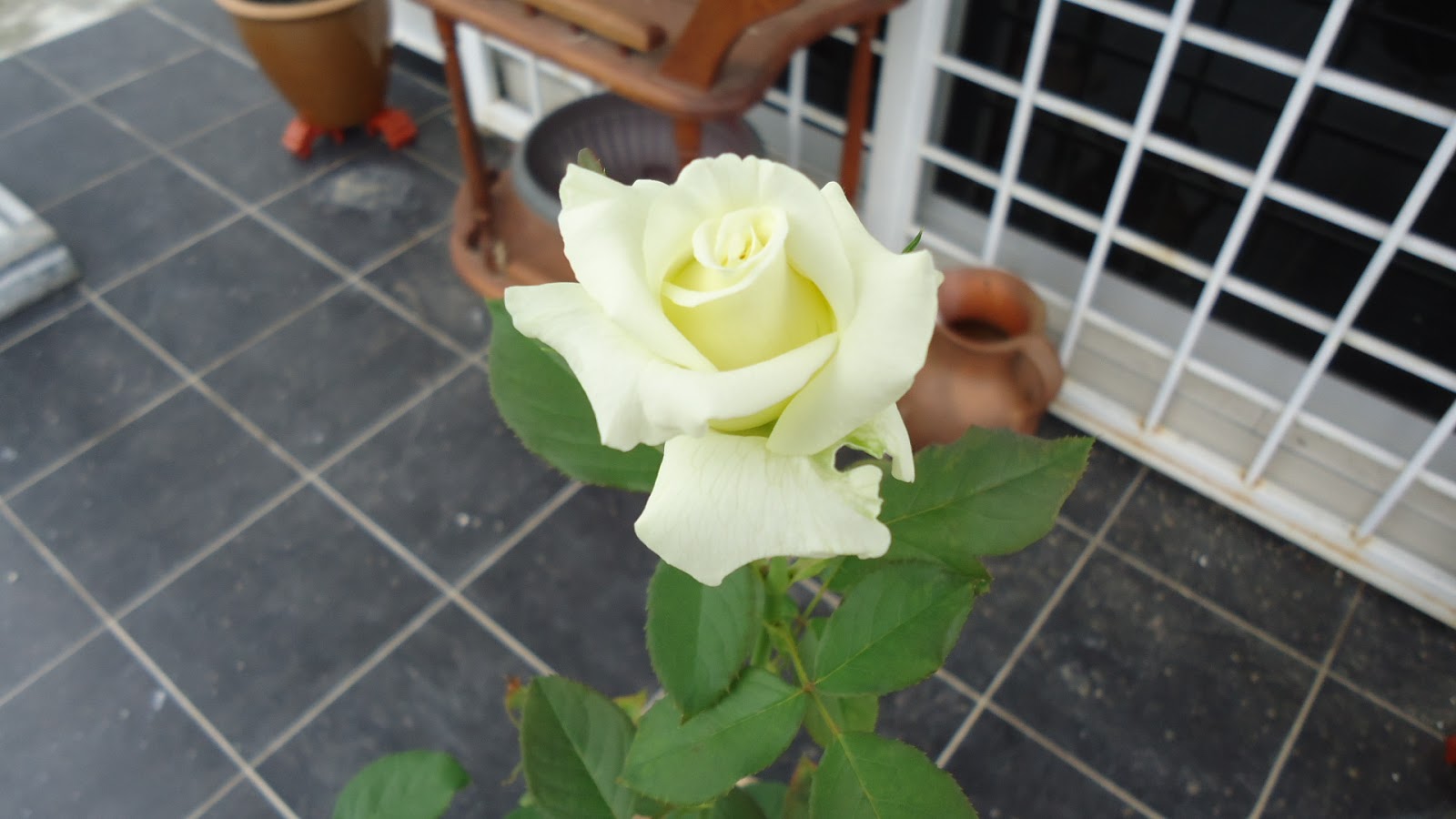 Zara ♥ Baking: BUNGA ROS PUTIH KU BERBUNGA...