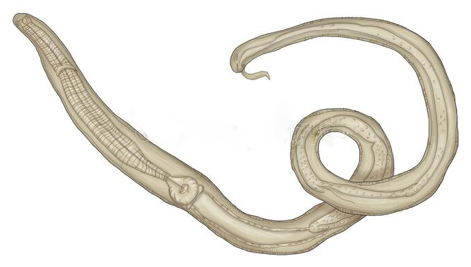 Online Taleem: Pinworm Life Cycle