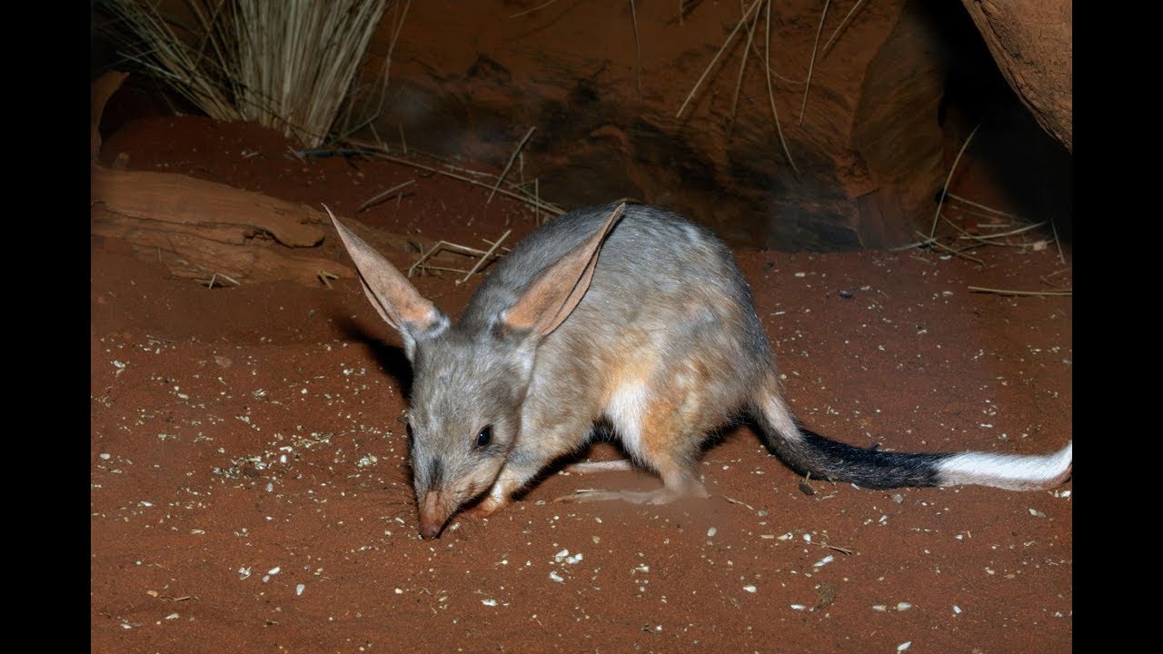 Australia releases rare marsupial bilby into the wild in NSW - Gossip