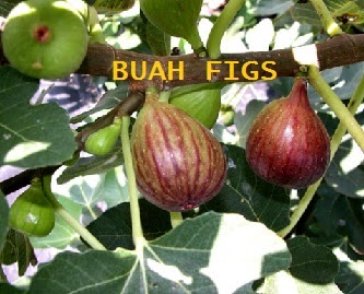 BUAH FIGS (Ficus carica) atau BUAH TIN VARIETI 01 - D Kebun