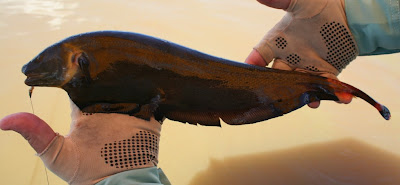 O Livro da Natureza: Itui Cavalo