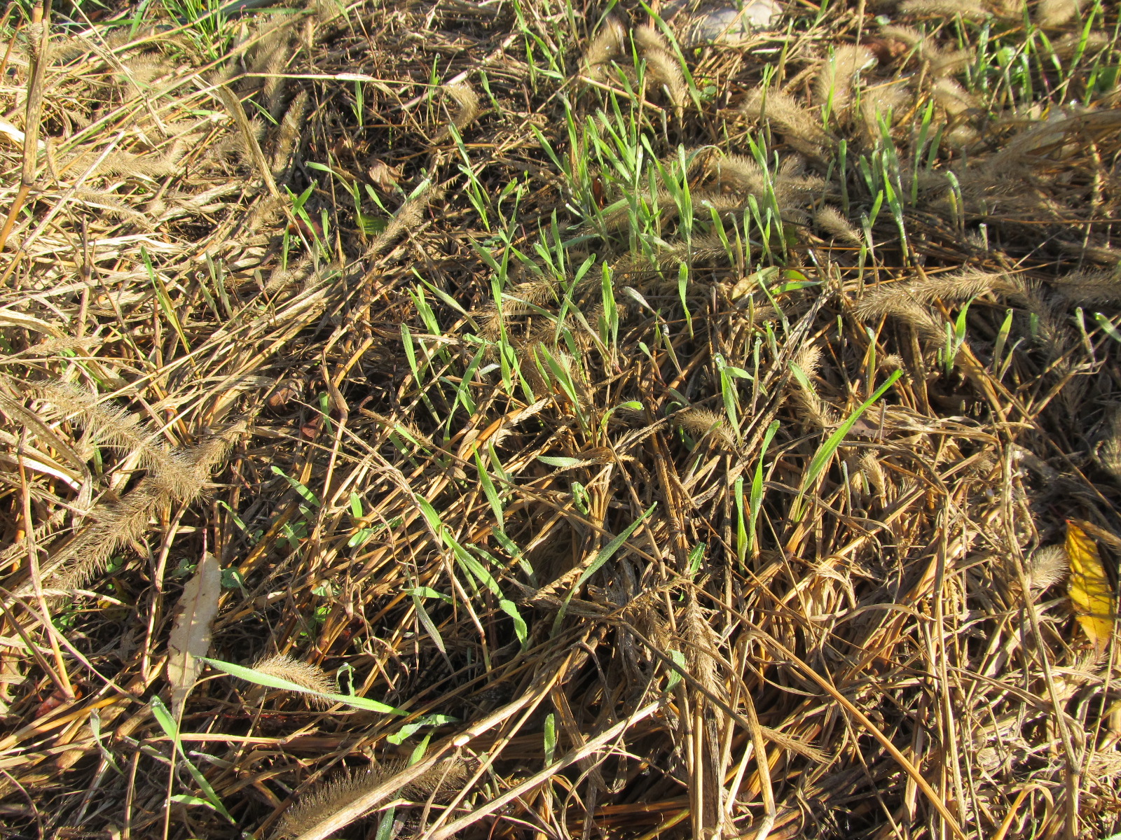 Eaton Rapids Joe: Winter rye as a cover crop