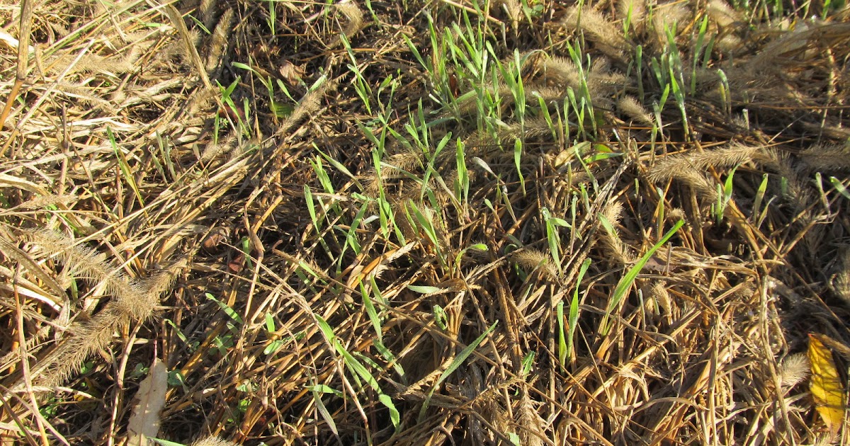 Eaton Rapids Joe: Winter rye as a cover crop