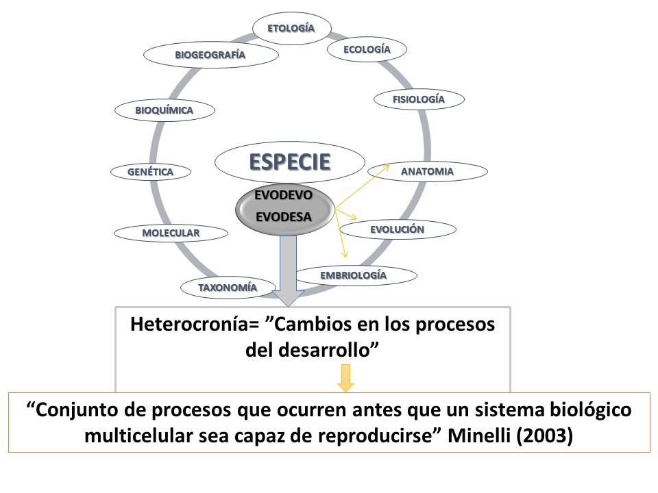 Metodologías para análisis de heterocronia secuencial: INTRODUCCIÓN
