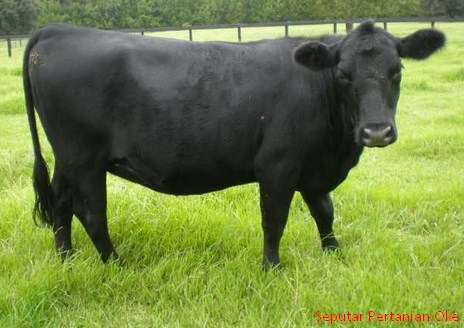 2900 Foto dan Gambar Sapi Beserta Jenis Jenisnya - REFERENSI ILMU ...