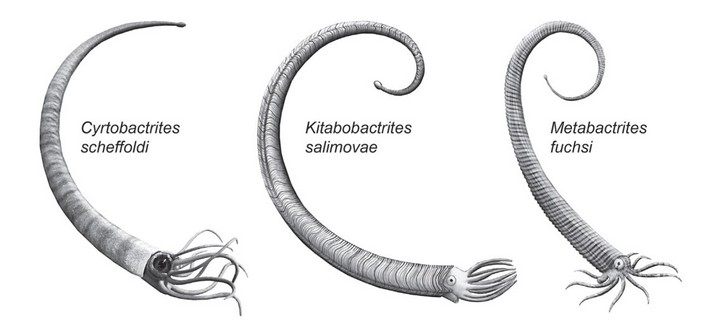 The Magic cafe: Первый аммонит