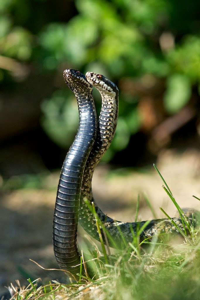 Matt's Photos: Dance of the Adders: 2014