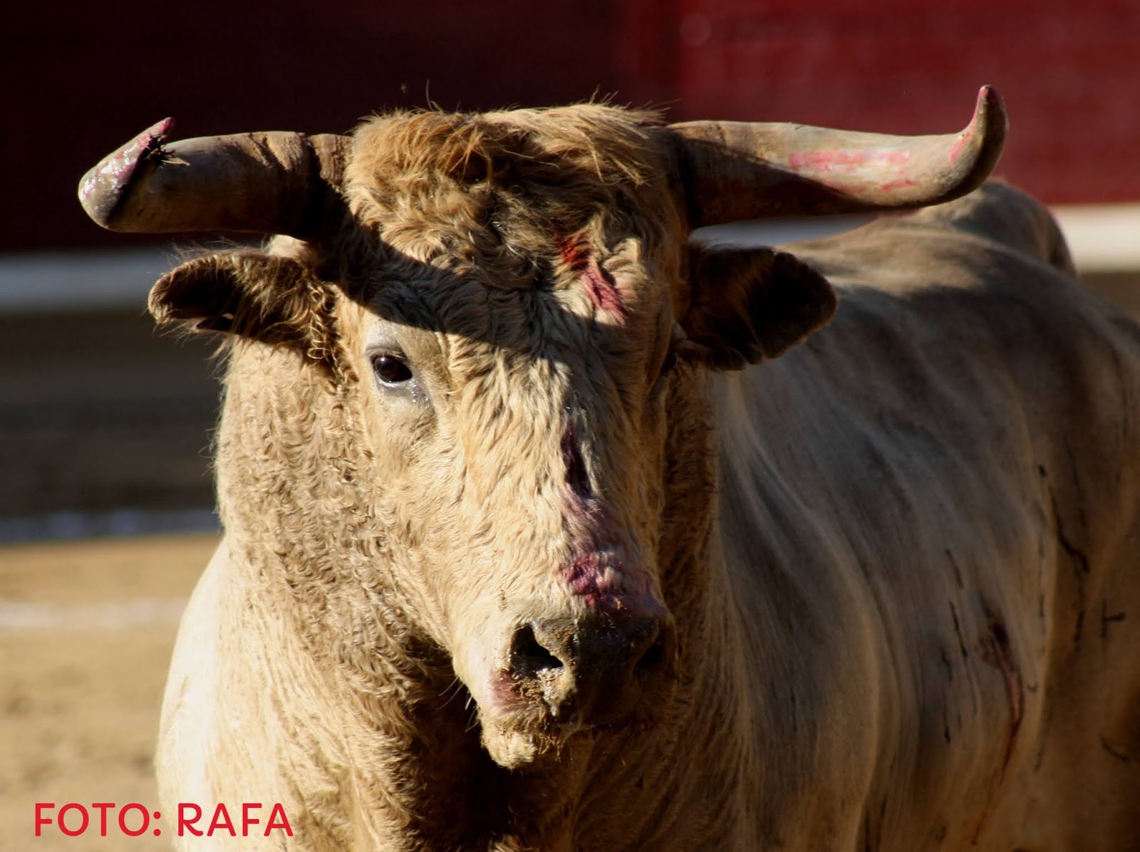 Toreo en Red Hondo: ¿LA SALVACIÓN ES EL TORISMO?