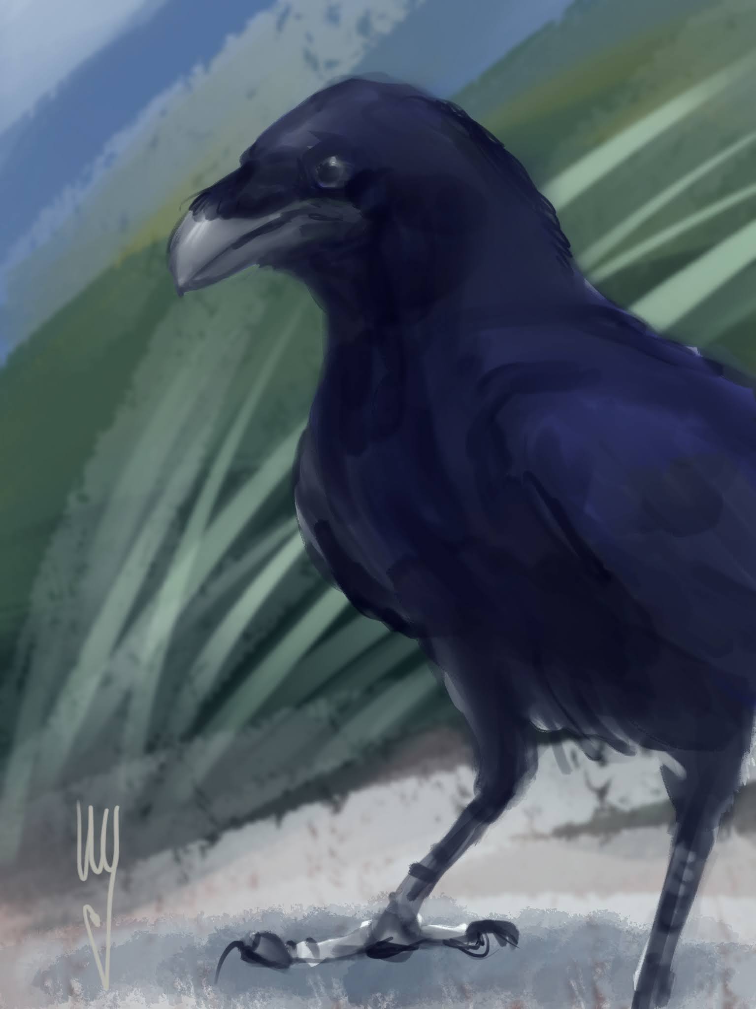 Birds: Raven
