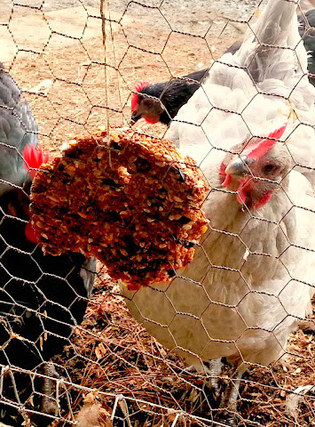 Flock Block Knock Off | Homemade Chicken Treat - Fresh Eggs Daily® with ...