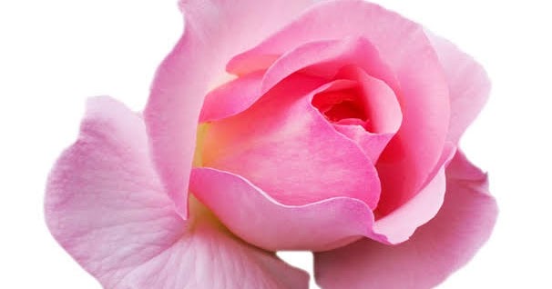 Il canto delle sirene: Rosa rosae