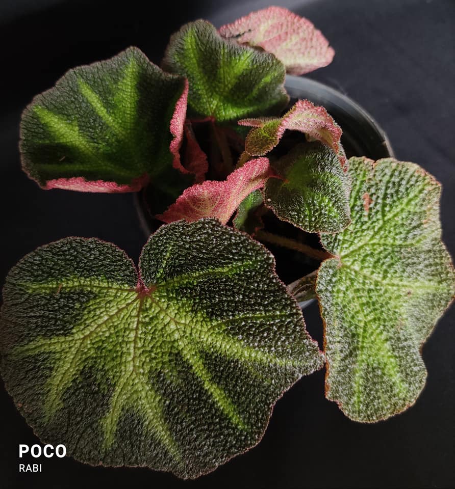 Garden Chronicles of James David: Begonia Soli-mutata / Sun Changing ...