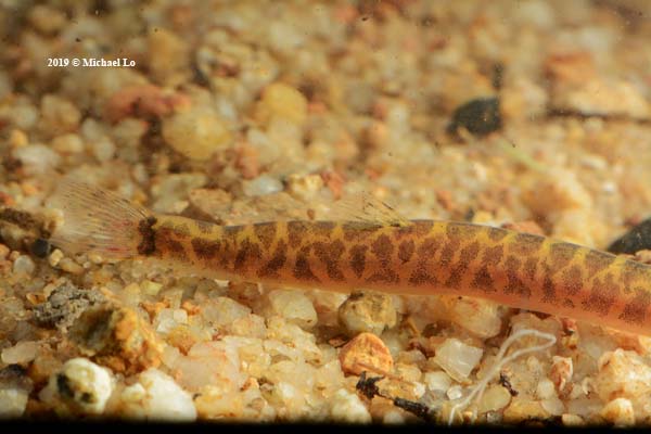 The rainforests of Borneo & Southeast Asia: Pangio shelfordii from ...