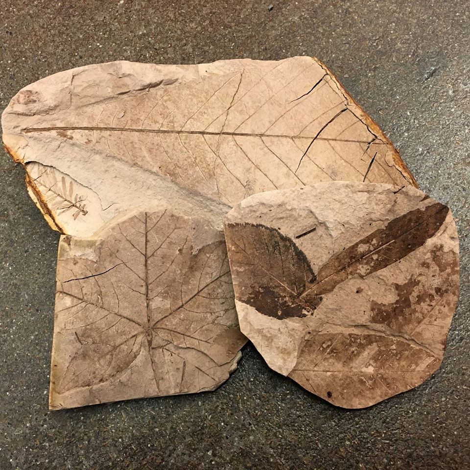 FOSSIL HUNTRESS: FOSSIL FLOWERS AND POLLINATORS